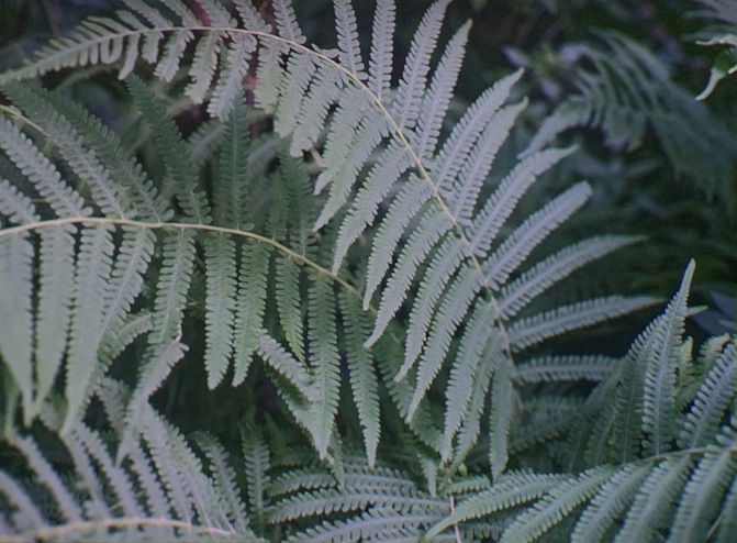 The Fujifilm GFX 100 II has the world's best EVF - Capture Integration