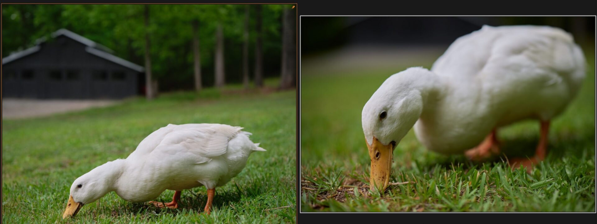 My day with the Fujifilm GFX 100s II and Canon EOS R5 - Capture Integration